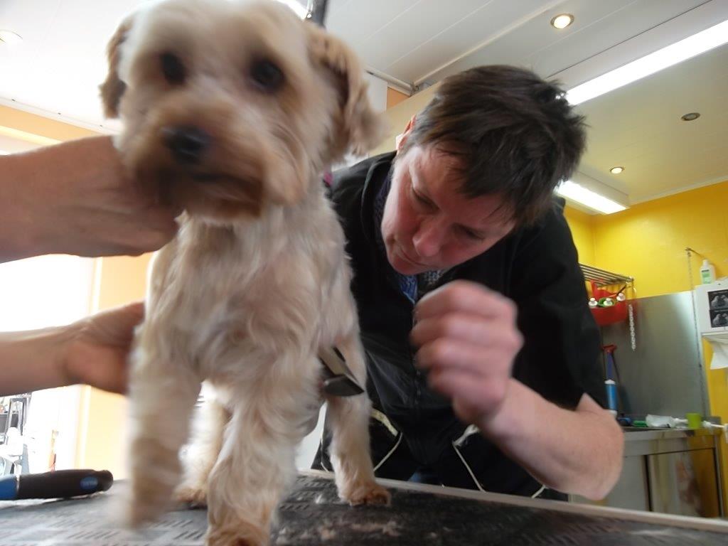 Bilder Salon / Arbeit - Hundefriseur Ausbildung Groomer Schule Köln ...